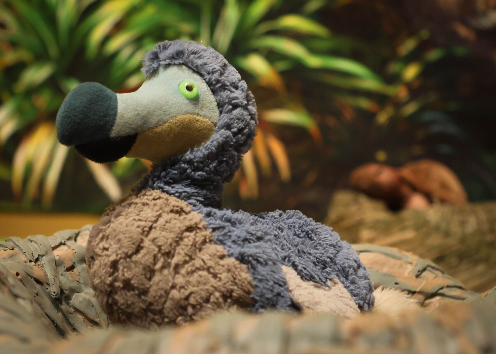 dodo bird | | muskogeephoenix.com