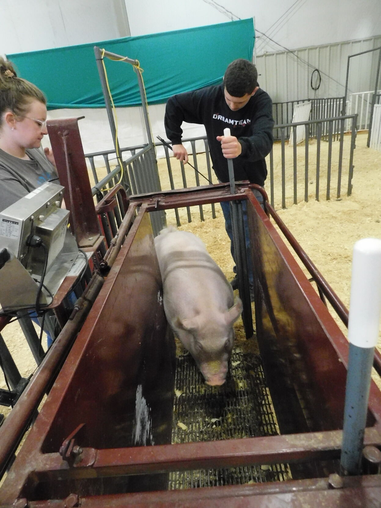 Variety of pigs compete at first day of Regional Show | News ...