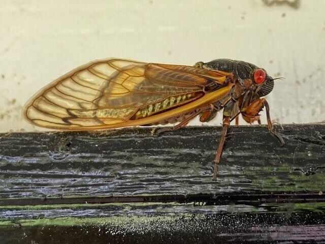 Two broods of cicadas to emerge simultaneously | News | muskogeephoenix.com