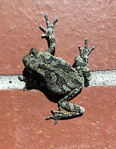 Retired herpetology professor: Frogs, toads central to area's ecosystem ...