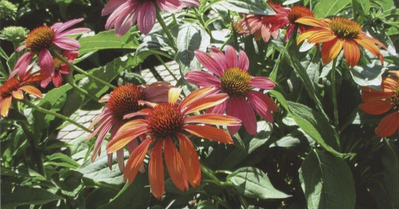 Gardening with Micki: Plant now for spring gardens | Lifestyles ...