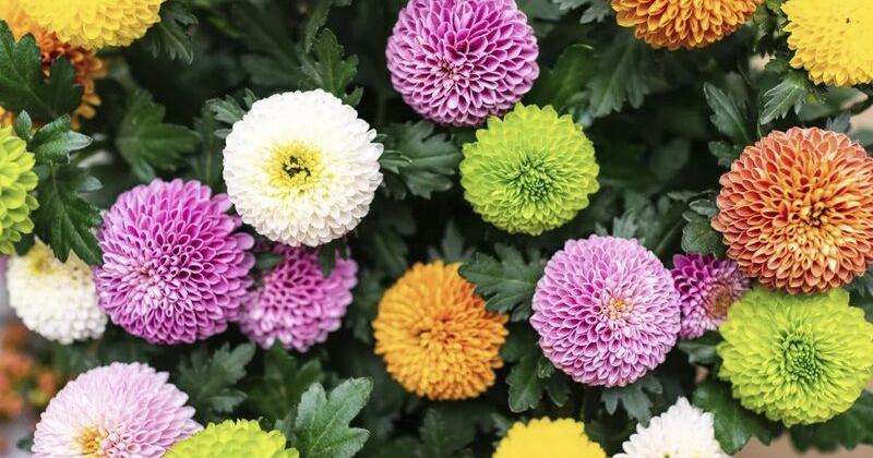 Gardening with Micki: Mums a great autumn flower | Lifestyles ...