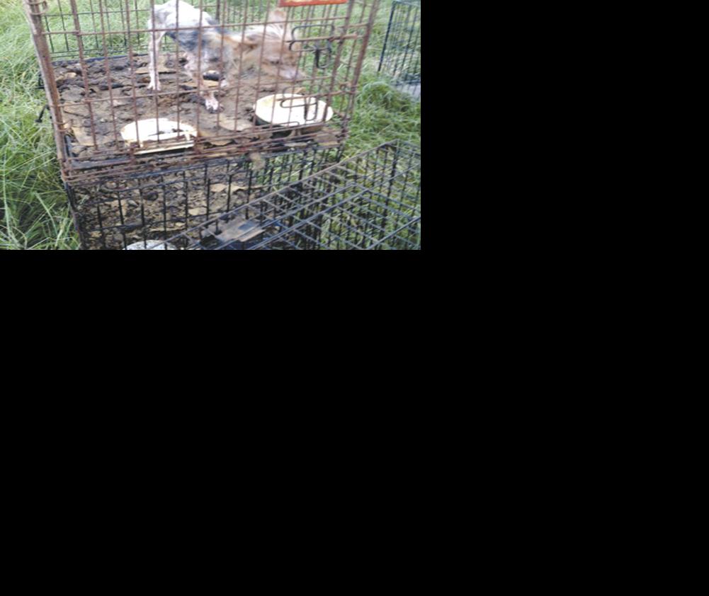Dozens of dogs found emaciated | Local News | muskogeephoenix.com