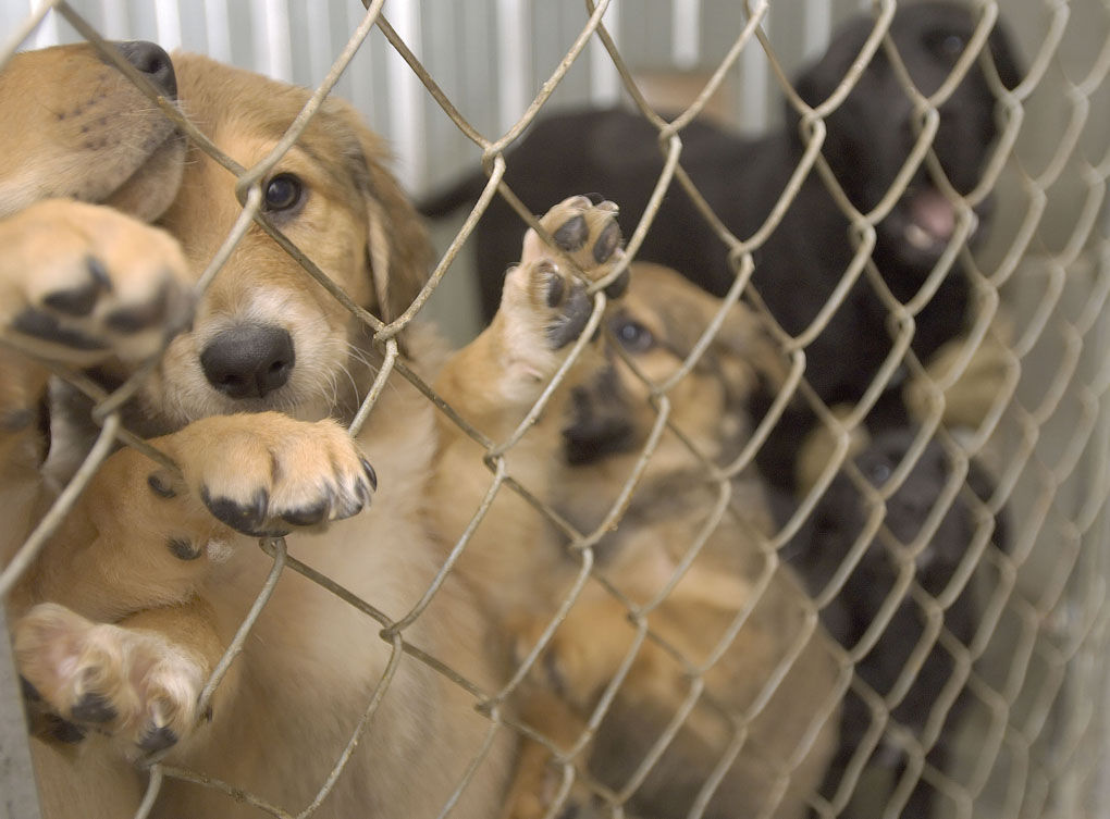 Humane Society of Cherokee County | Gallery | muskogeephoenix.com