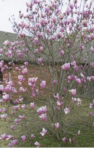 tulip tree marsham