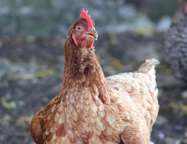 Poultry growers have variety of motives | News | muskogeephoenix.com