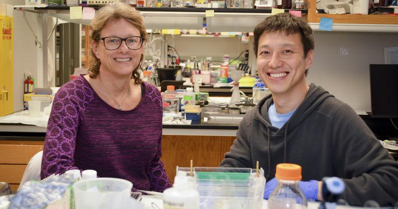 OMRF findings shed light on maintaining muscle | News | muskogeephoenix.com