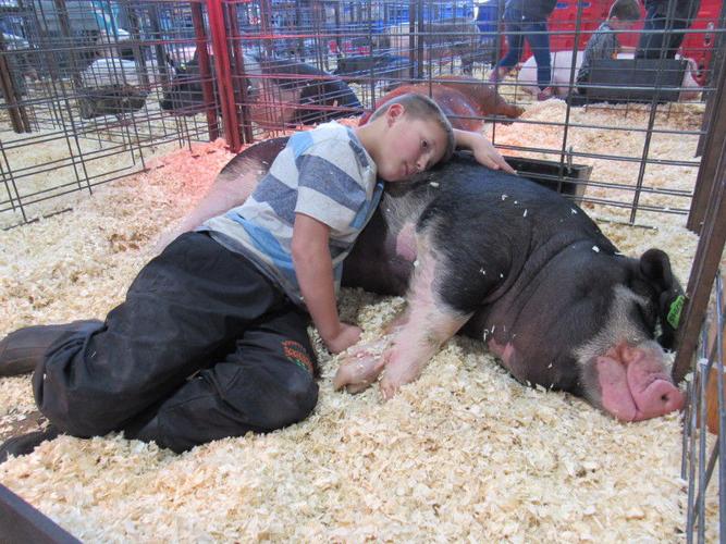Hogs lead off Muskogee Regional Junior Livestock Show | News ...
