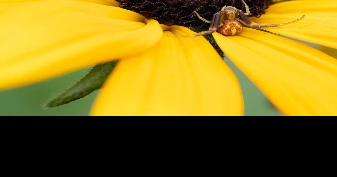 PHOTO GALLERY: Three Rivers Photography Club — 2022 Best of the Best ...