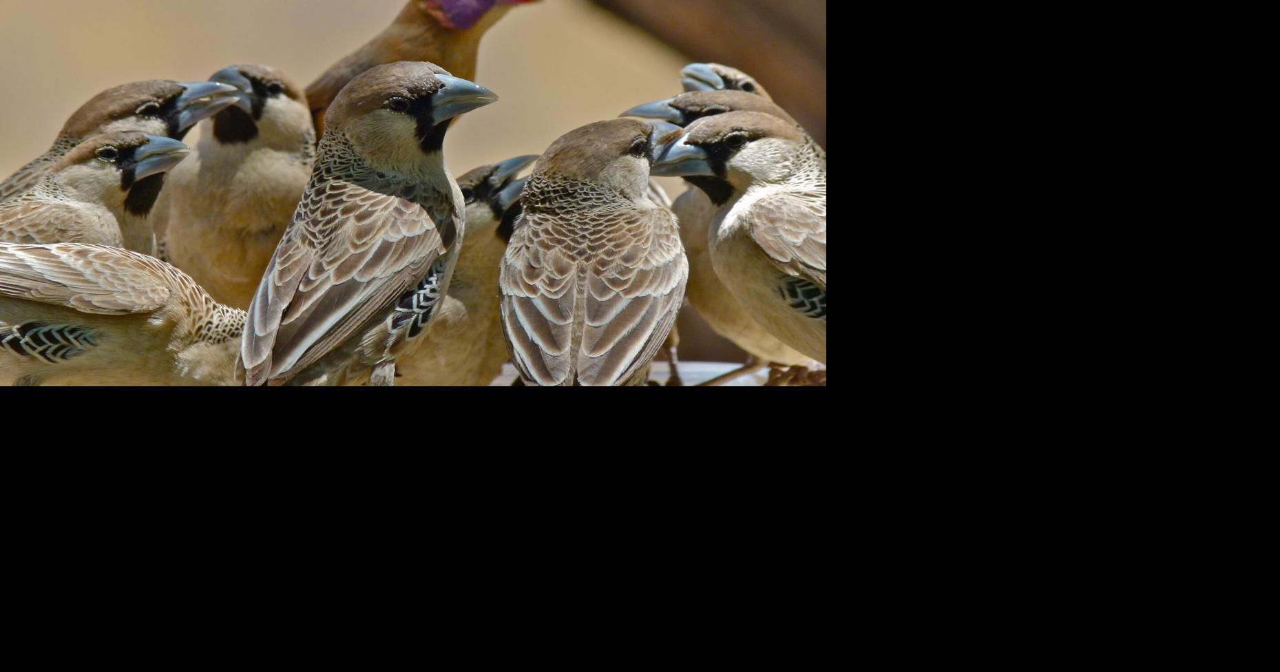 BIRDING TODAY: Evolutionary biologist details social life of birds in ...
