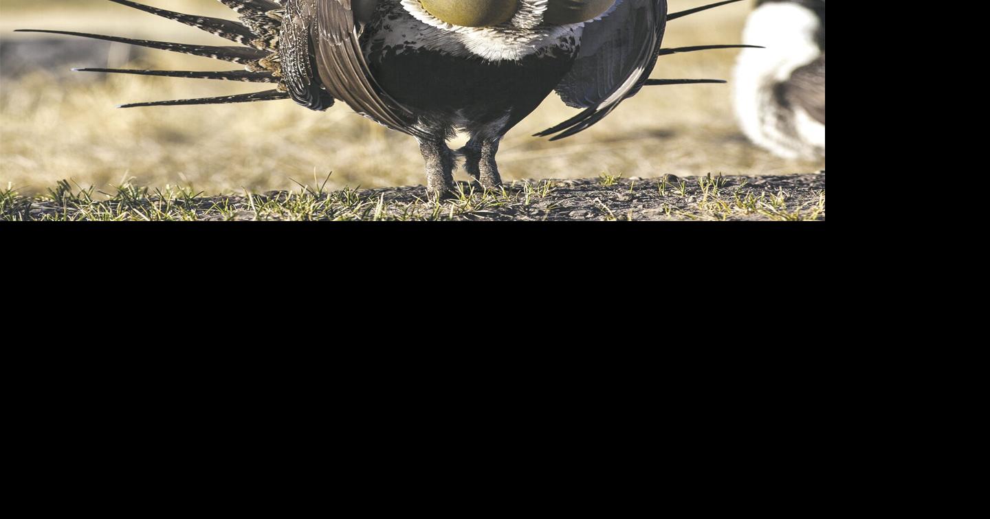 BIRDING TODAY: Lekking animals more common than people think | Columns ...