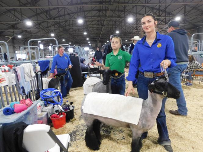 Sheep showing trends change over the years | News | muskogeephoenix.com