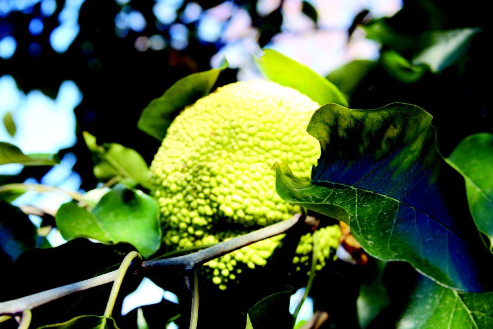 Osage Orange trees prove popular | Lifestyles | muskogeephoenix.com
