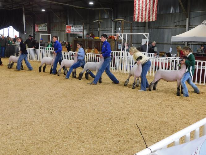 Sheep show brings stress, fun to students | News | muskogeephoenix.com