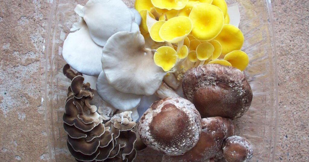 Mushroom hunting comes alive at Sam Noble Museum | News ...