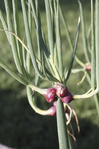 how to cook egyptian onions
