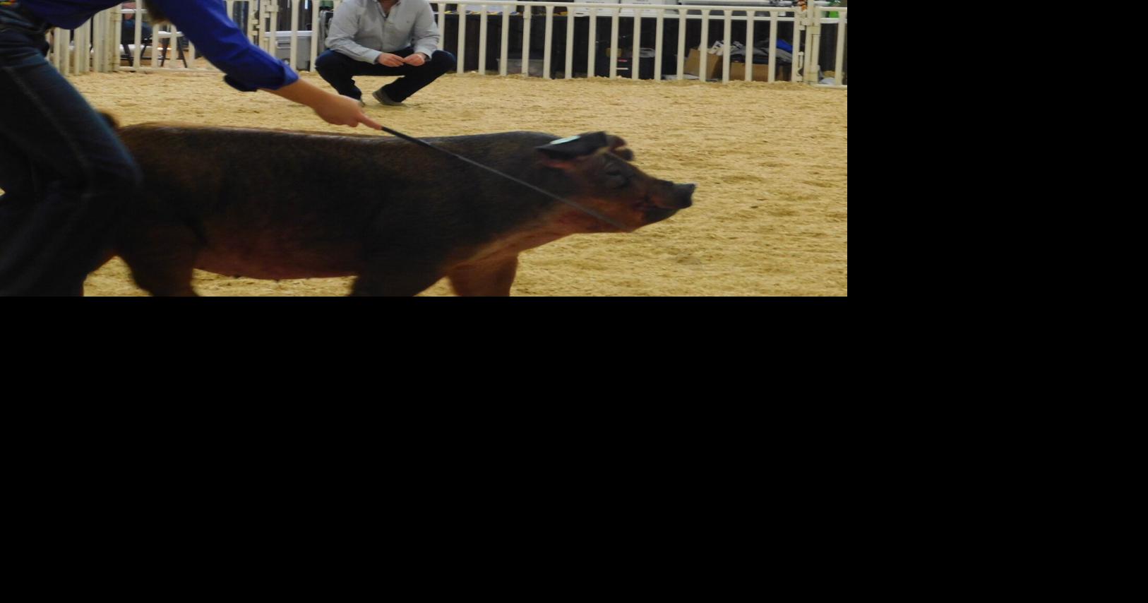 PHOTO GALLERY: Regional Livestock Show — pigs — by Cathy Spaulding ...