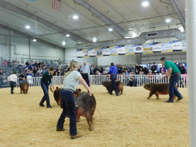 PHOTO GALLERY: Regional Livestock Show — pigs — by Cathy Spaulding ...