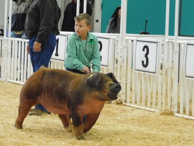 Duroc pigs judged on weight, muscle and market quality | News ...