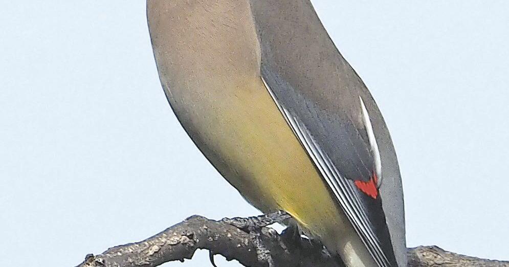 BIRDING TODAY: Author offers field journal for bird watching in any ...