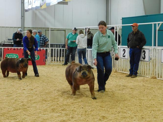 PHOTO GALLERY: Regional Livestock Show — pigs — by Cathy Spaulding ...