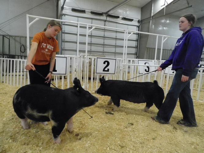 PHOTO GALLERY: Regional Livestock Show — pigs — by Cathy Spaulding ...
