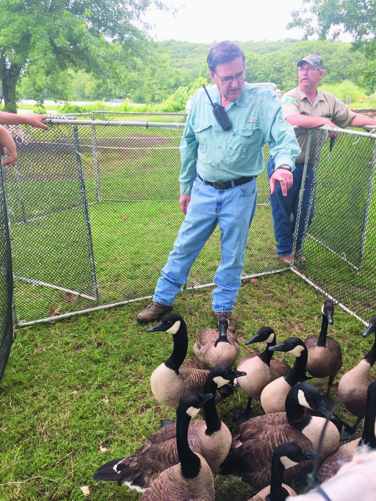 KILGORE'S CORNER: Controlling Oklahoma's geese population | Columns | muskogeephoenix.com