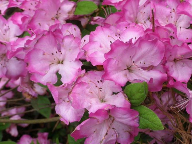 Azaleas will bloom, despite cancellation of celebration | Lifestyles ...
