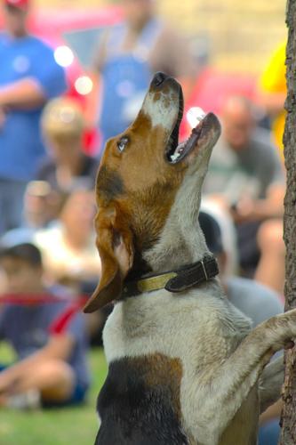 THE RED FERN GLOWS: Hound dogs and their humans shine during Red Fern ...