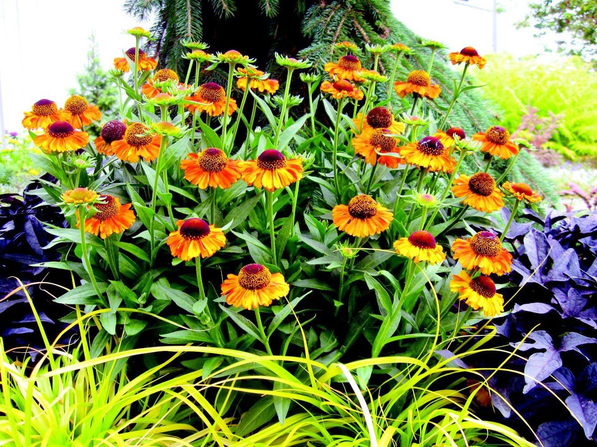Heleniums handle all kinds of soil | Lifestyles | muskogeephoenix.com