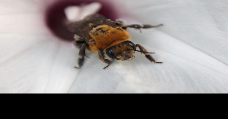 Rare bee detected at Cookson Wildlife Management Area | News ...