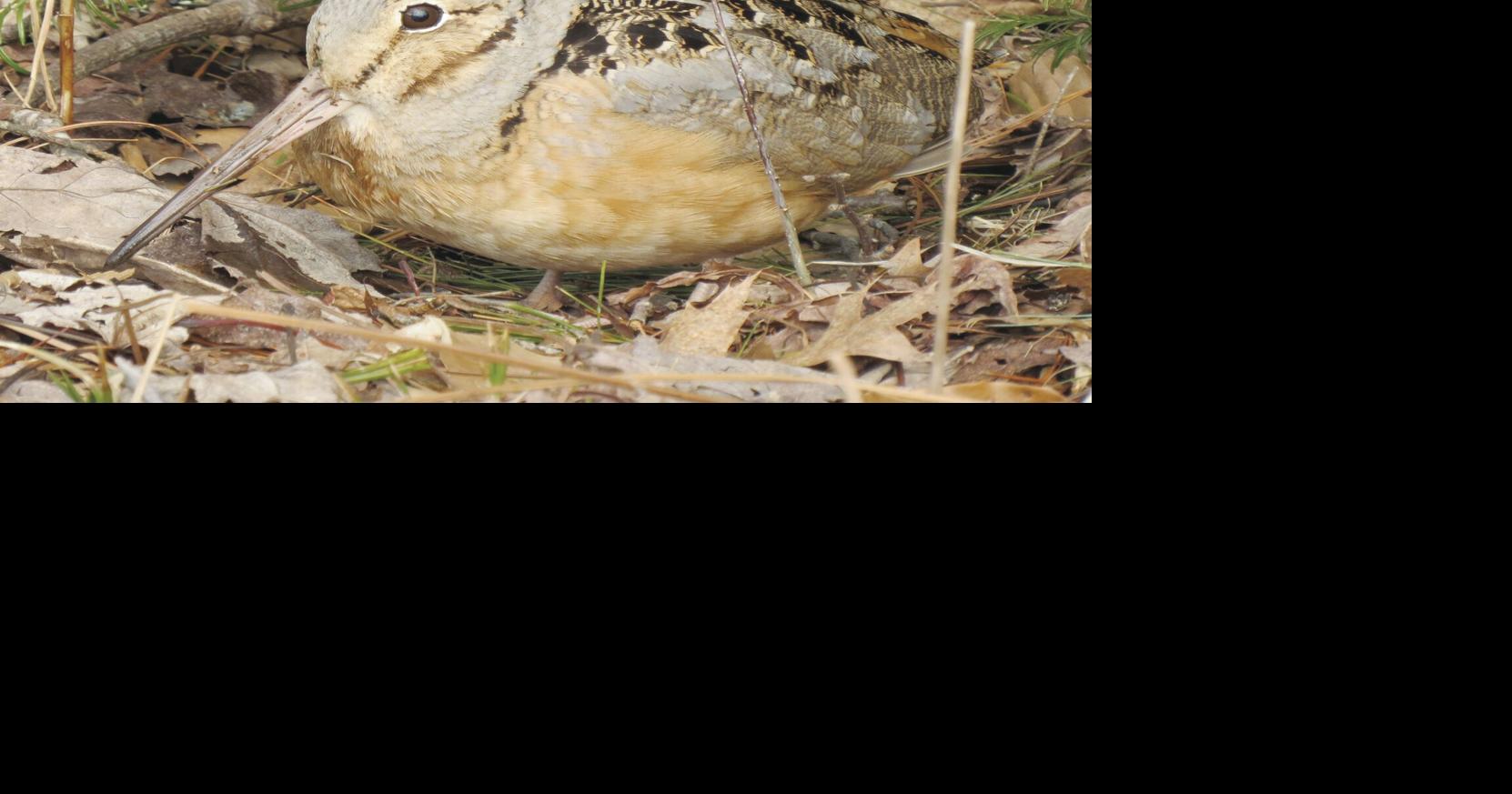 BIRDING TODAY: Convention center takes steps to protect birds | Columns ...