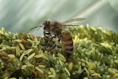 Sorghum: Unlikely food source for pollinators | News | muskogeephoenix.com