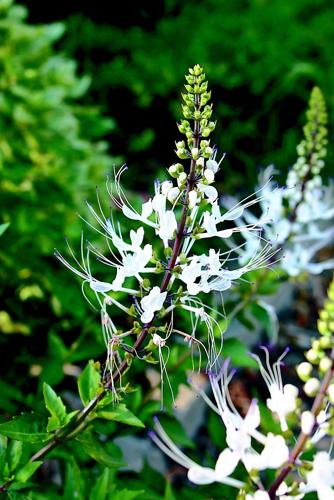 kitty whiskers plant