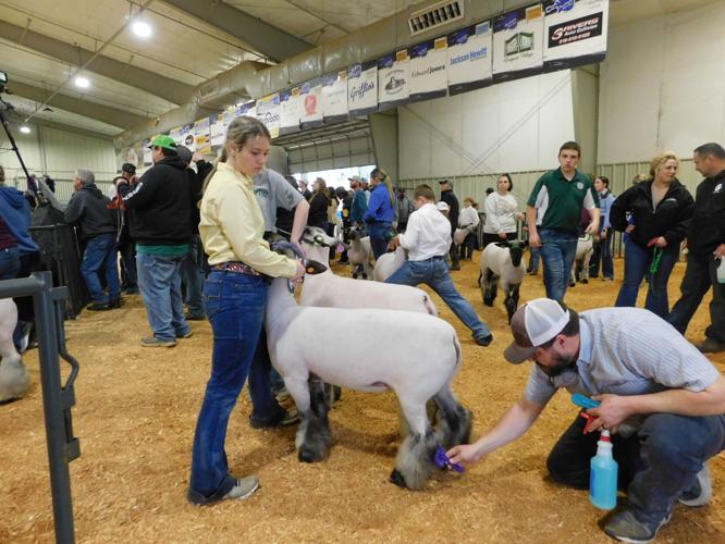 Sheep showing trends change over the years | News | muskogeephoenix.com