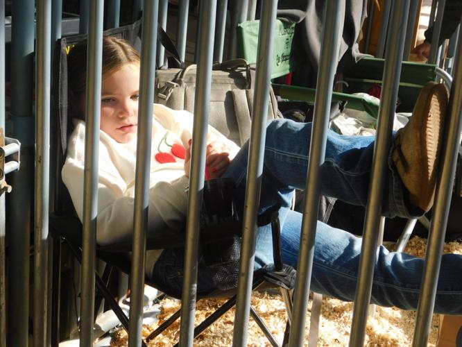 Contestants show top pigs at Muskogee County show | Gallery ...
