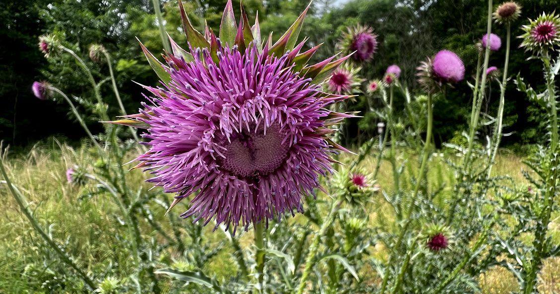 Flora and fauna: Thistle blooms raise prickly questions | News ...
