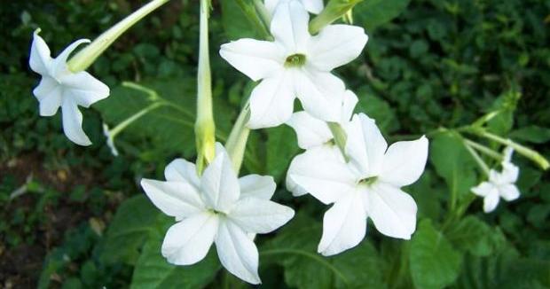 flowering tobacco plant care