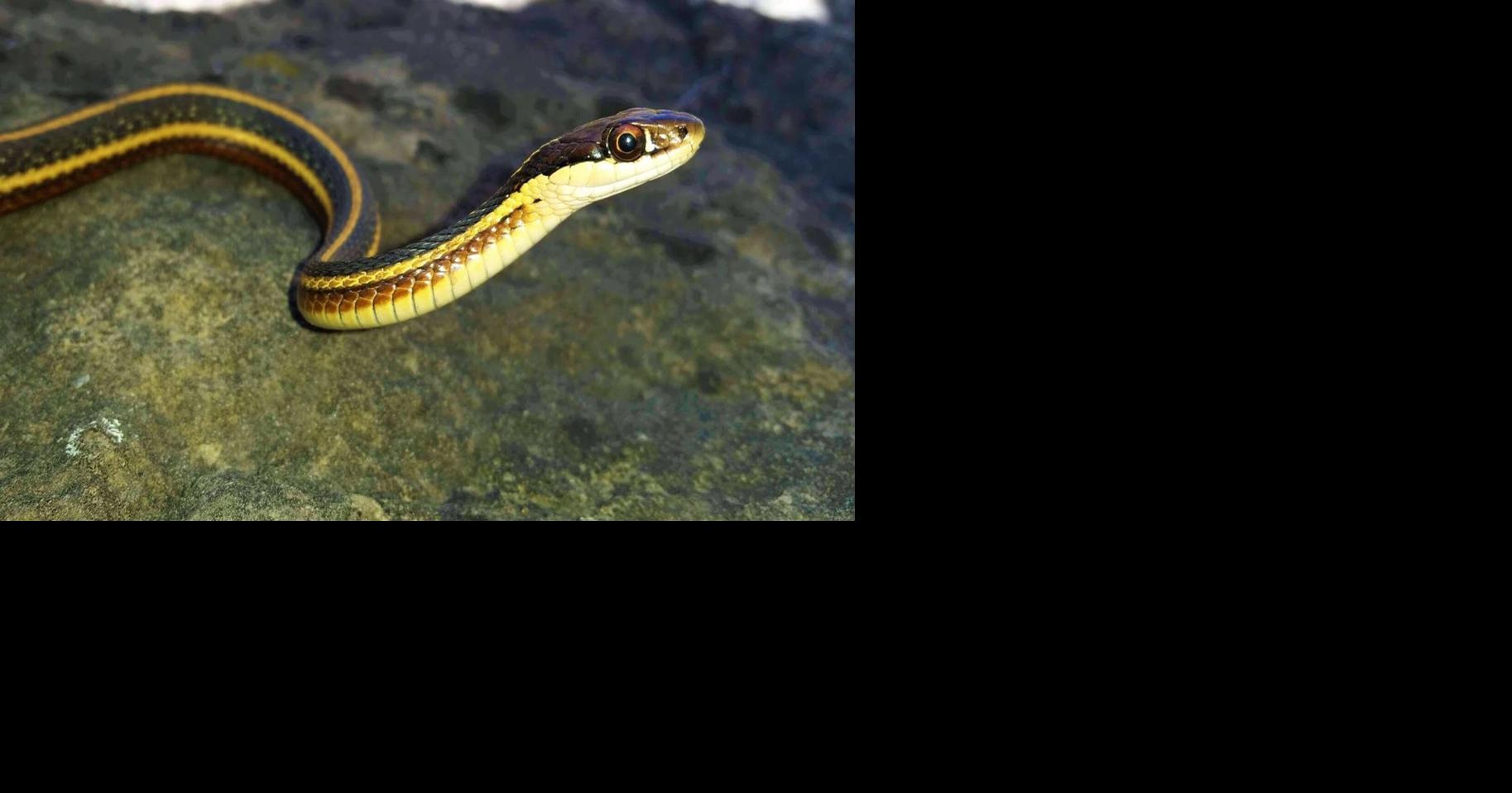 Learning to love Muskoka's snakes