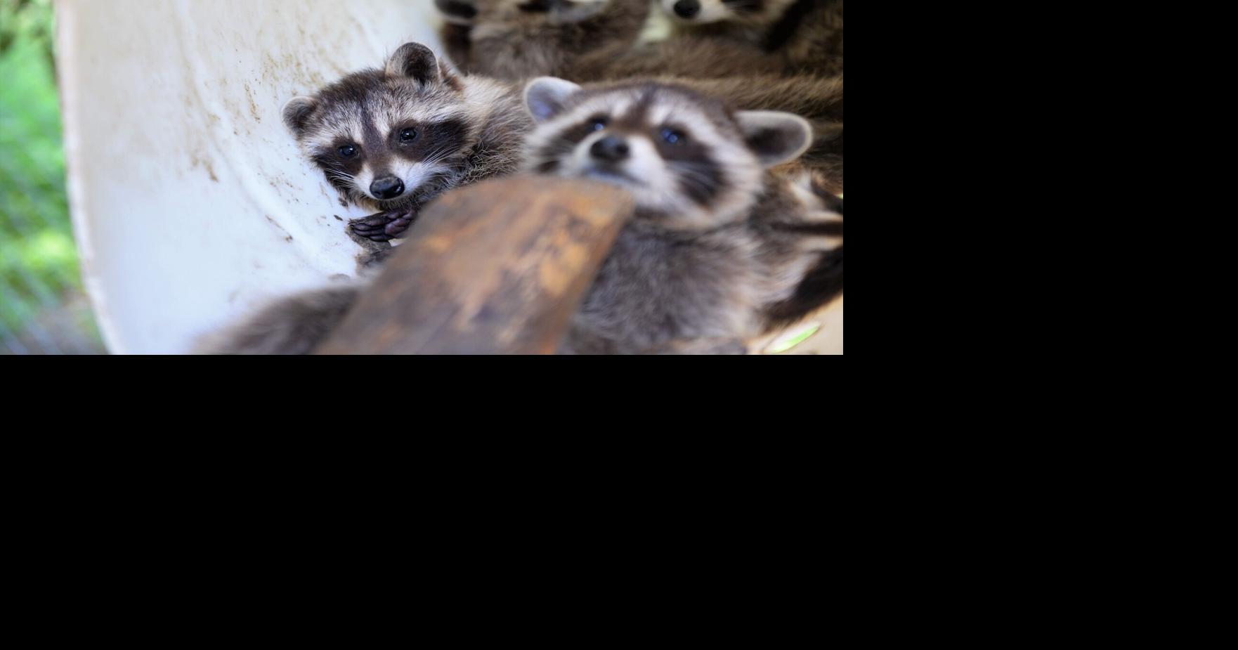 Tips for handling animals in your Parry Sound-Muskoka attic