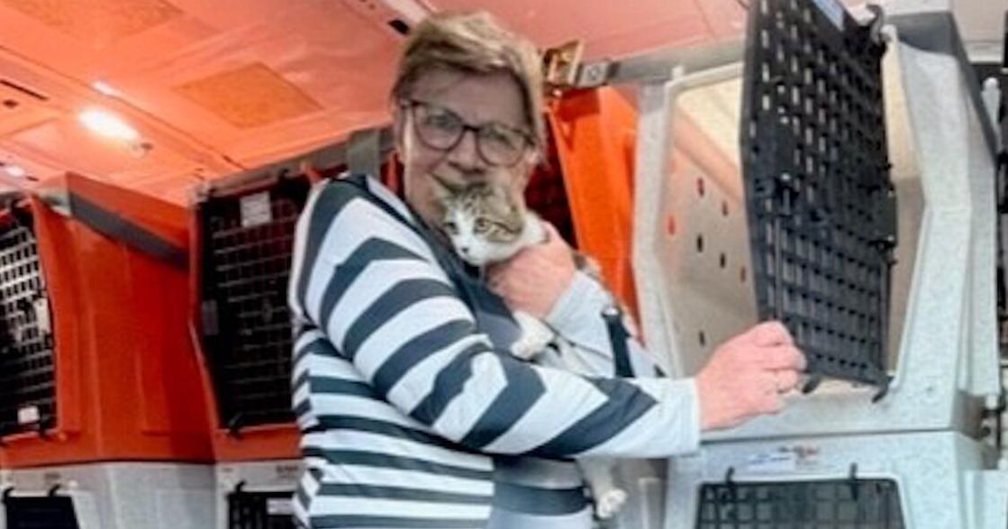 Ontario SPCA helping 32 northern cats find homes