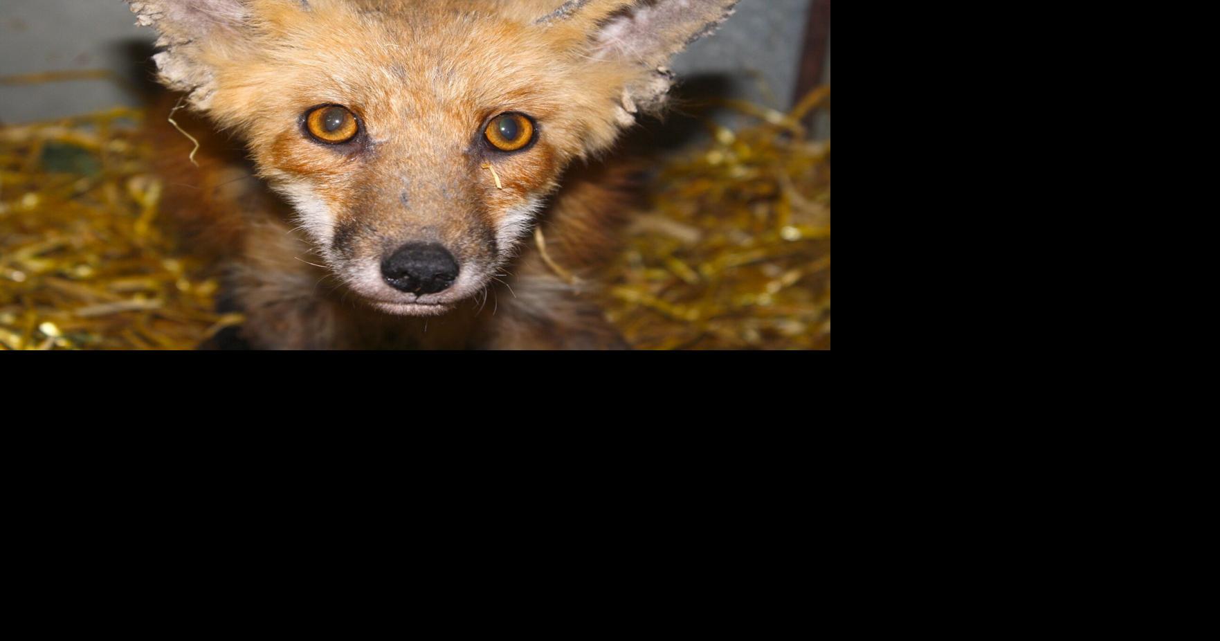 What do you do if you have a sick fox in your neighbourhood?