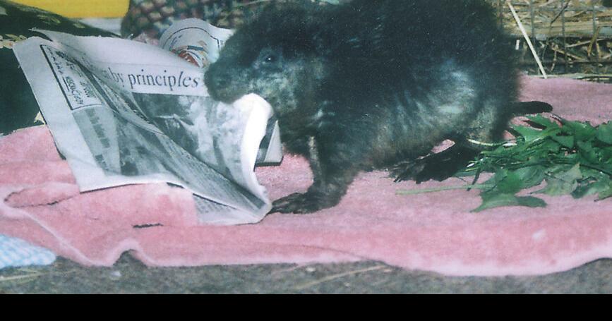 Beavers don't make good pets