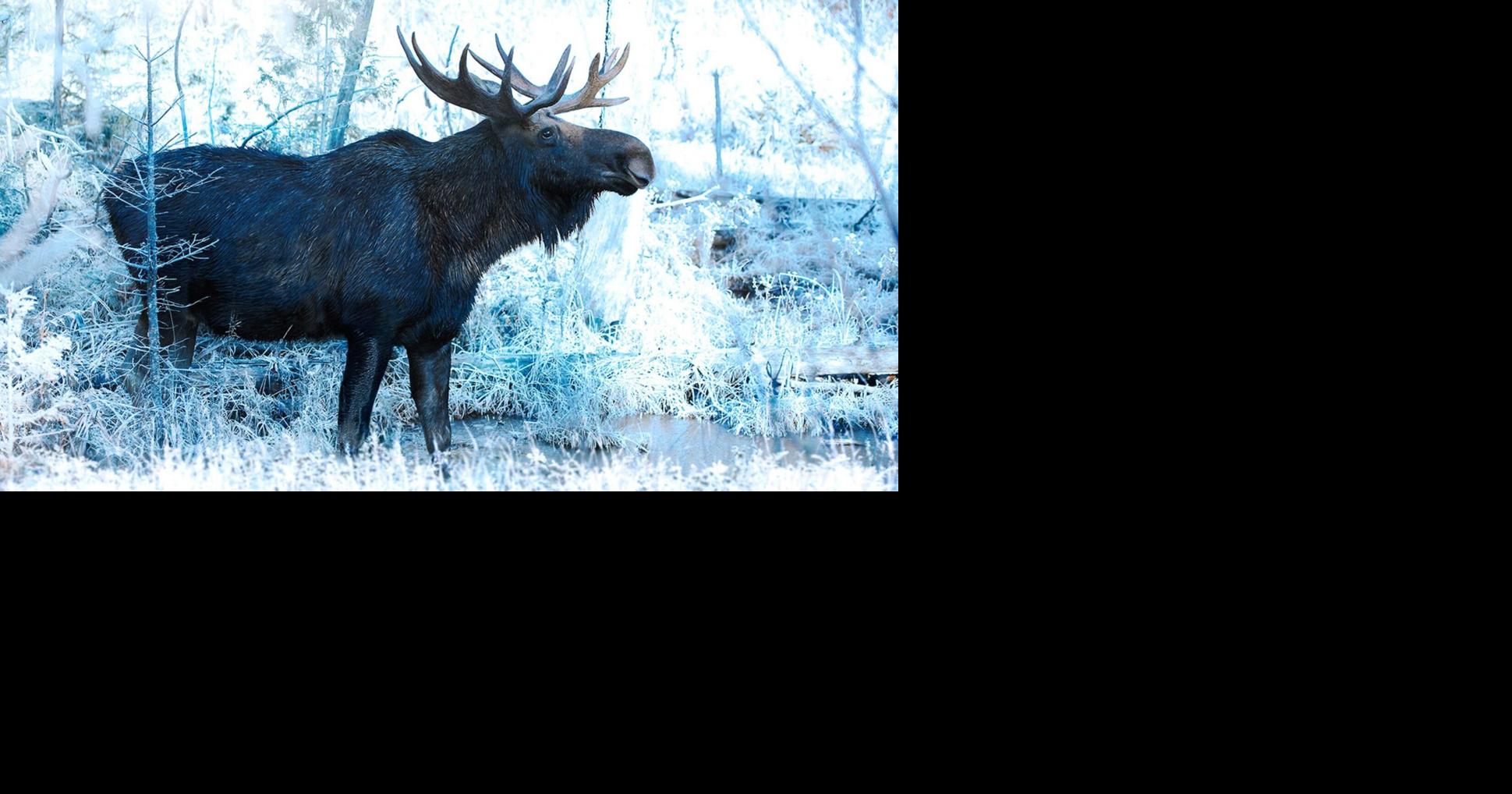 Debut exhibit brings the beauty of Muskoka wildlife to the Chapel Gallery