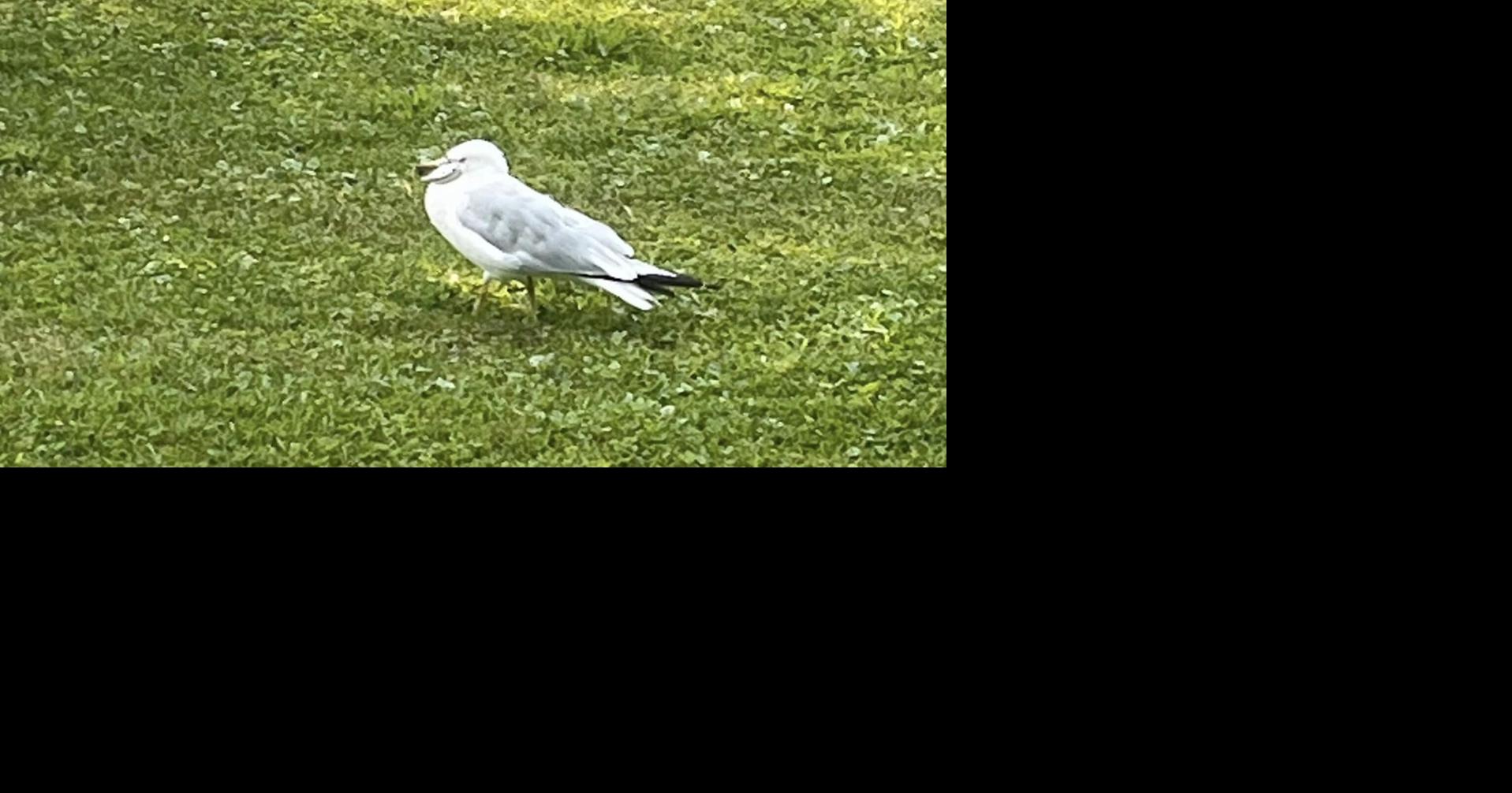 A seagull couldn’t open its beak, local Bracebridge residents came to ...