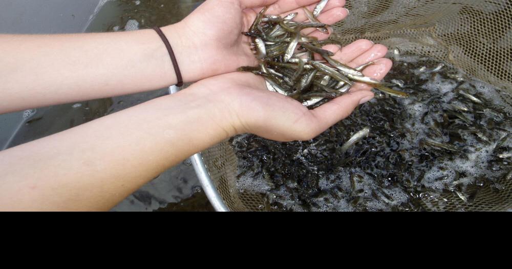 Summer walleye stocking enhances Moon River and Go Home Bay fisheries