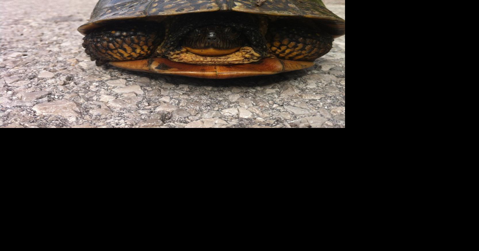 Muskoka: home to seven of Ontario’s eight turtle species