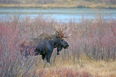 Huntsville men caught shooting moose decoy from a boat