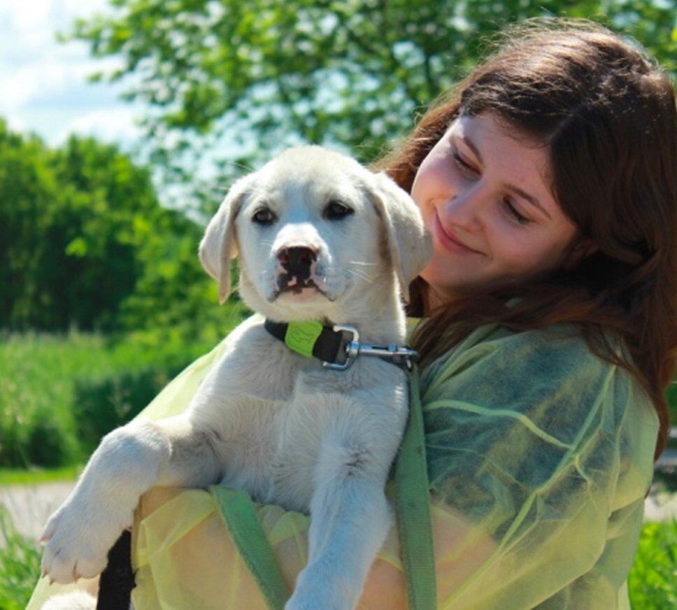 Ontario SPCA's rehoming mission brings 180 dogs south in June