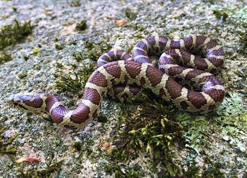 Learning to love Muskoka's snakes